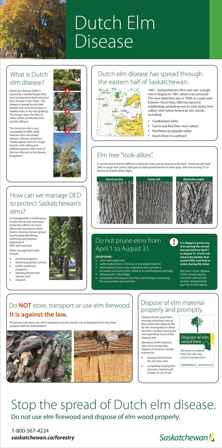 Dutch Elm Disease – Town of Cut Knife
