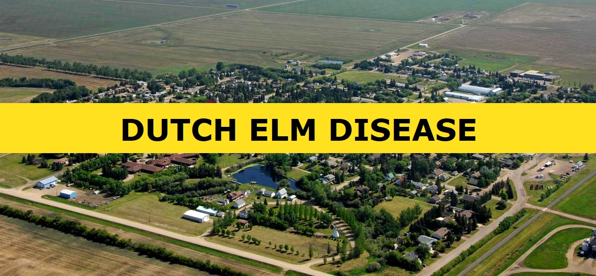 Dutch Elm Disease – Town of Cut Knife